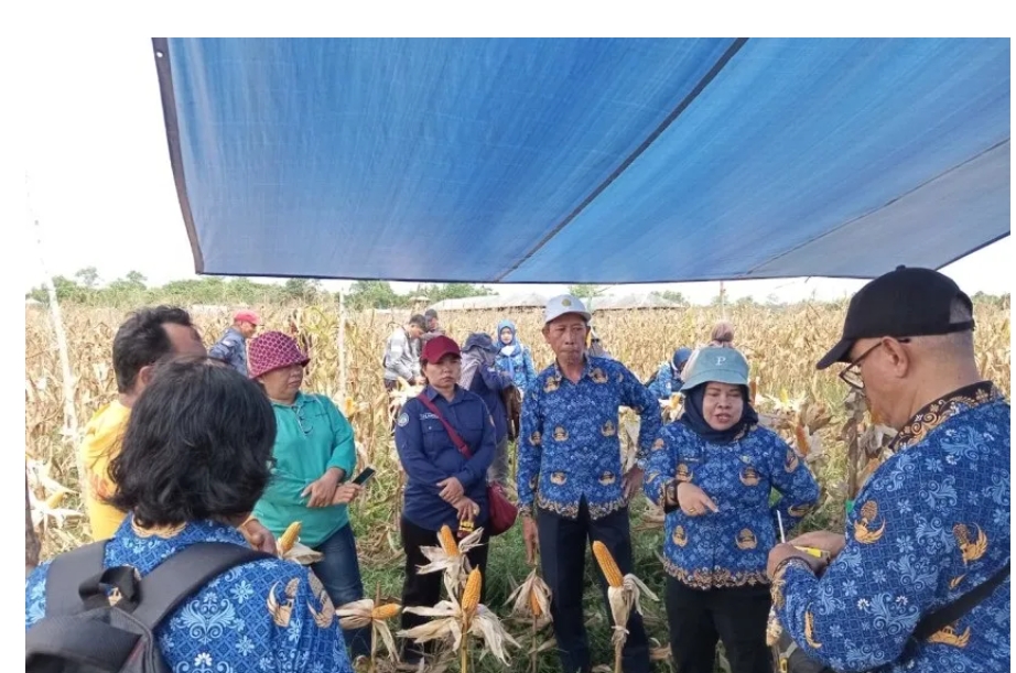 Panen Jagung Composite Perdana di Demplot Percontohan Desa Sababilah ...